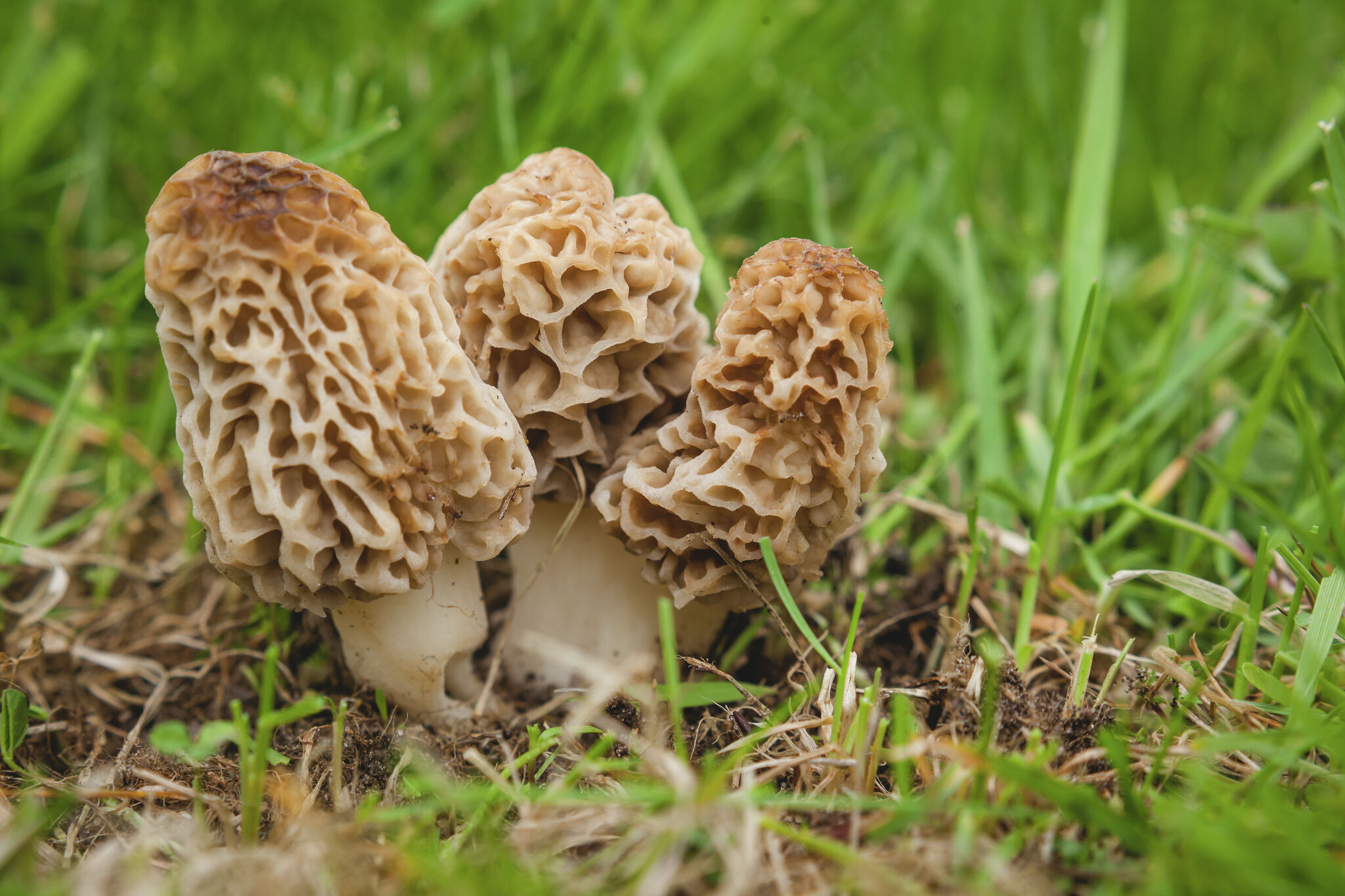 3 morel mushroom festivals offer hunts in Michigan for 2025