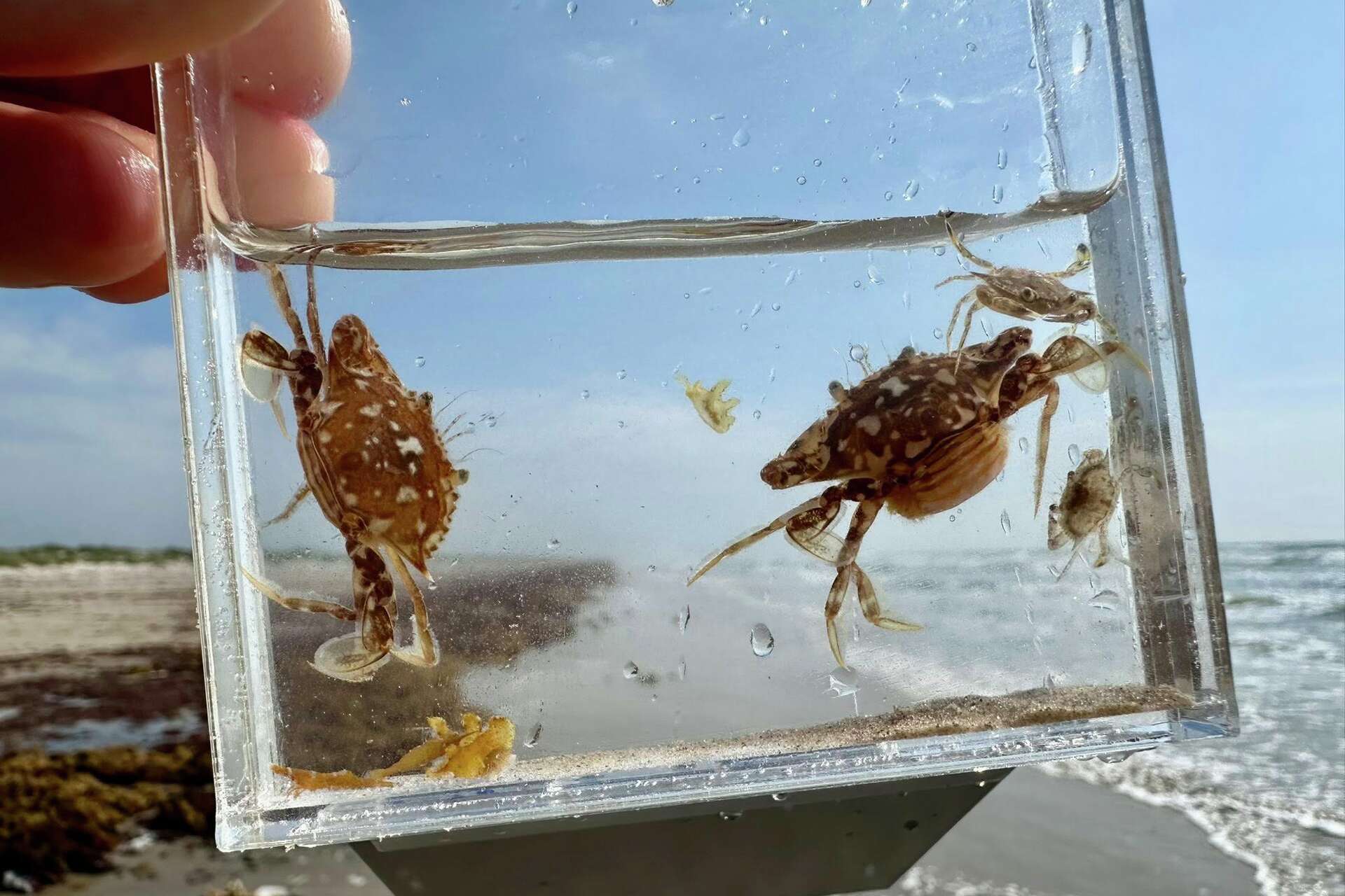 The Gulf is delivering strange visitors to Texas beaches