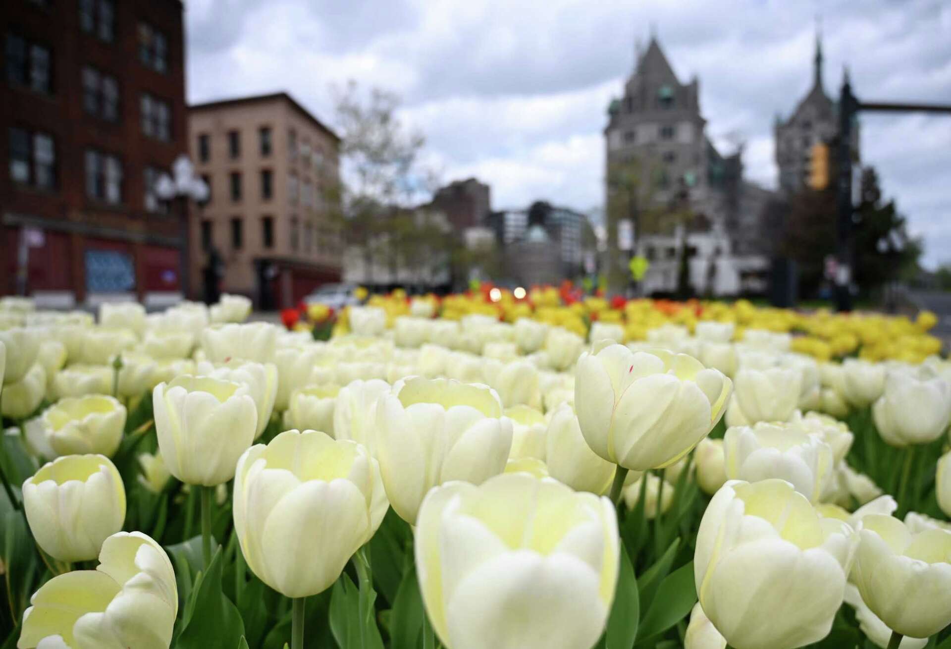 Albany Tulip Festival 2026: everything you need to know