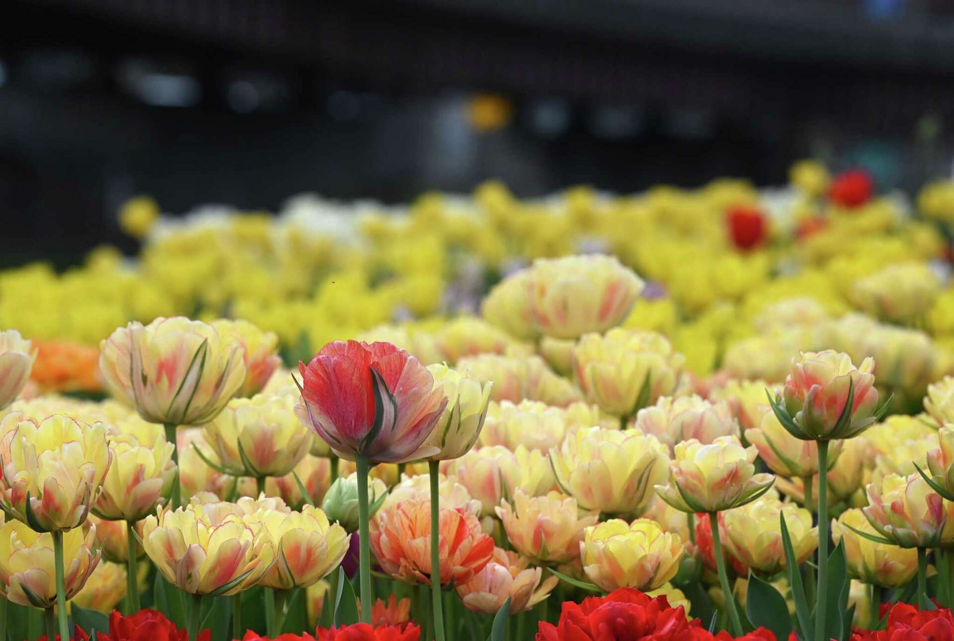 Albany Tulip Festival 2026: everything you need to know