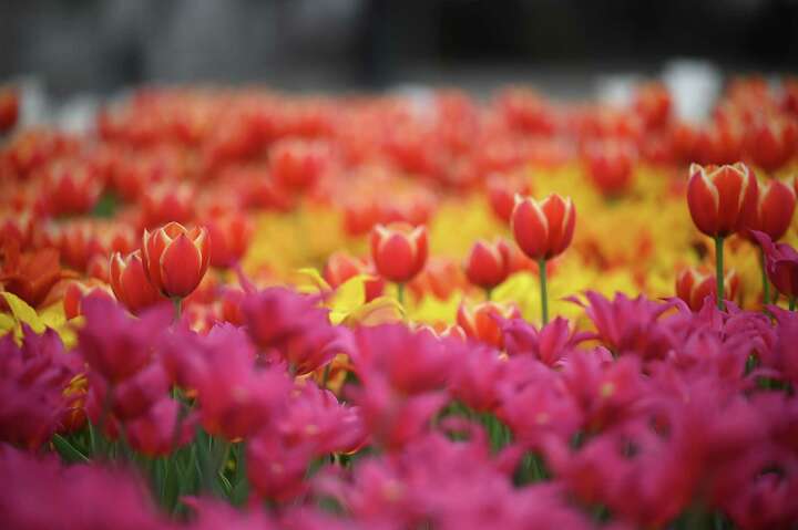 Albany Tulip Festival 2025: everything you need to know