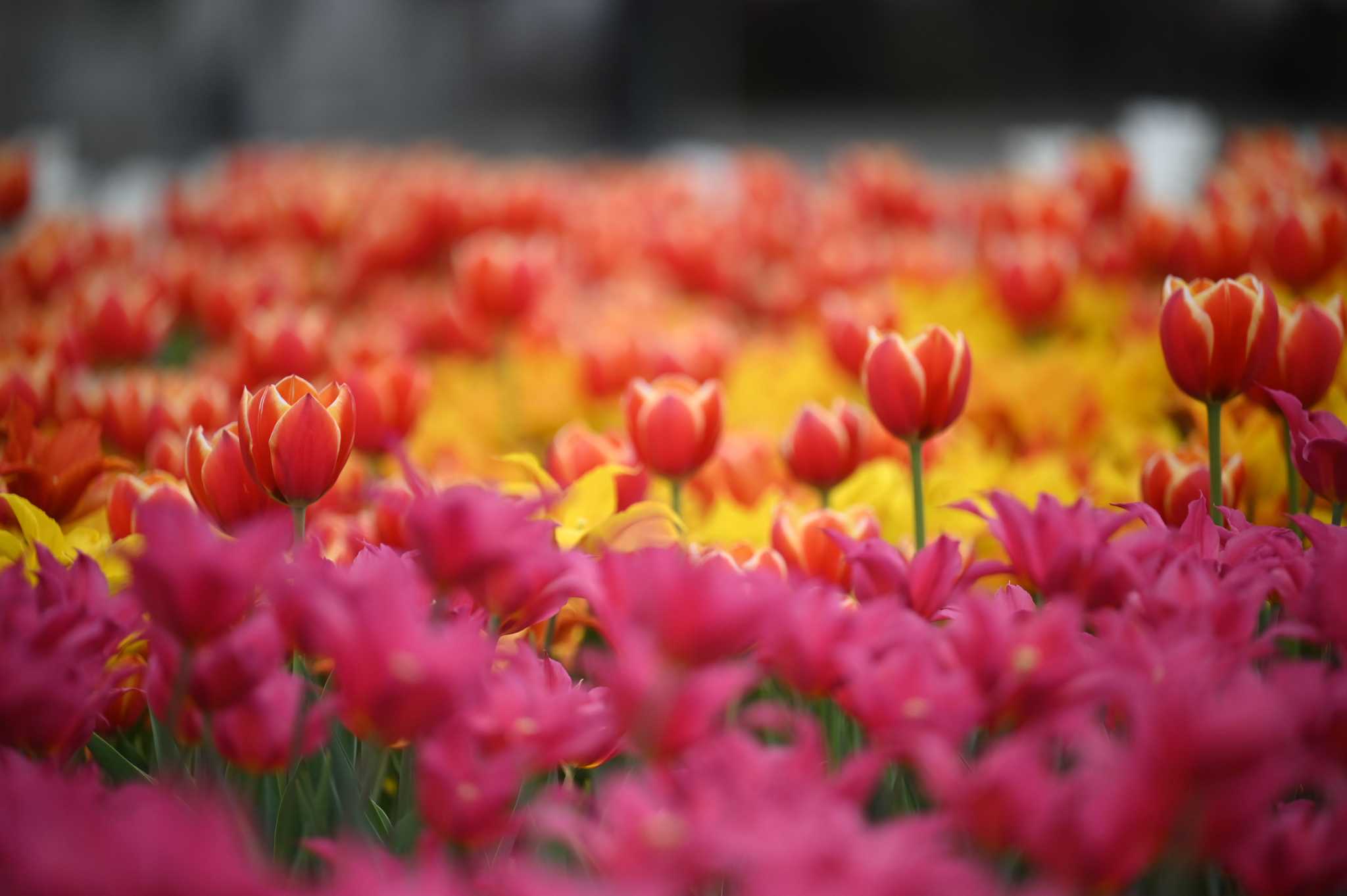 Albany Tulip Festival 2025: everything you need to know