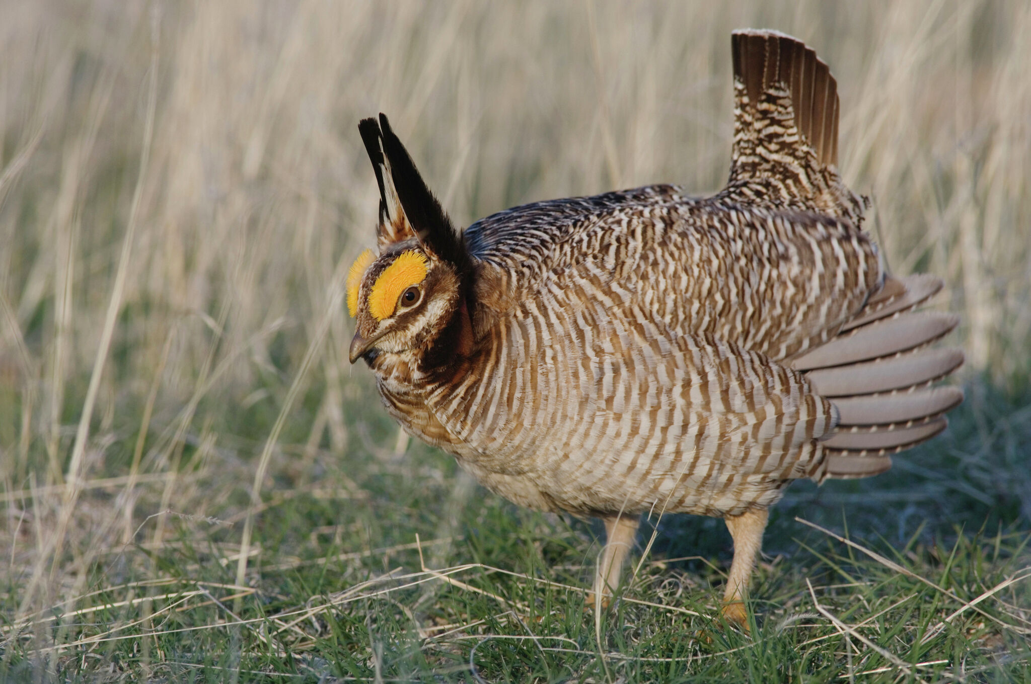 Court vacates lesser prairie chicken listing under ESA