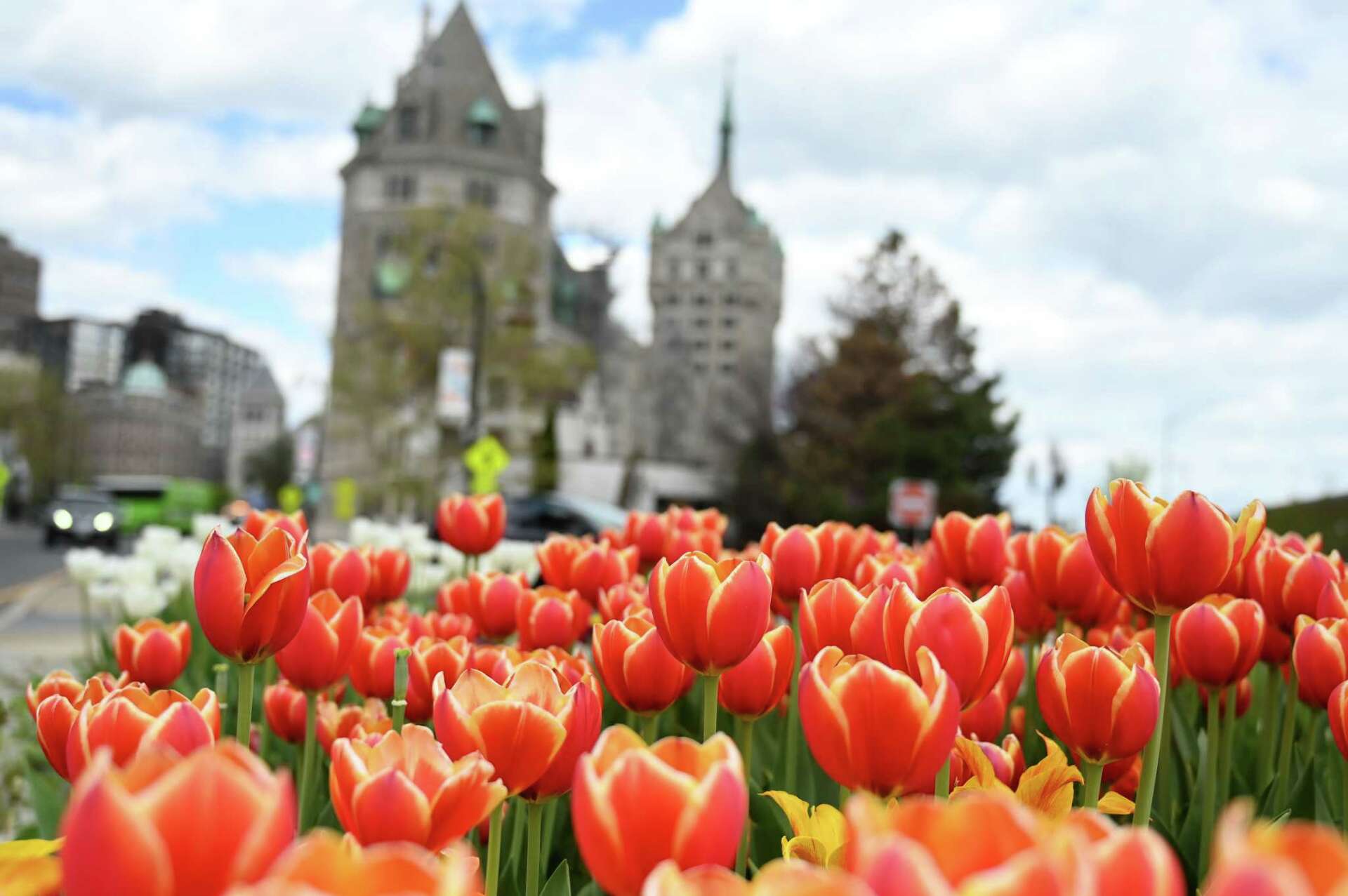 Albany Tulip Festival 2026: everything you need to know