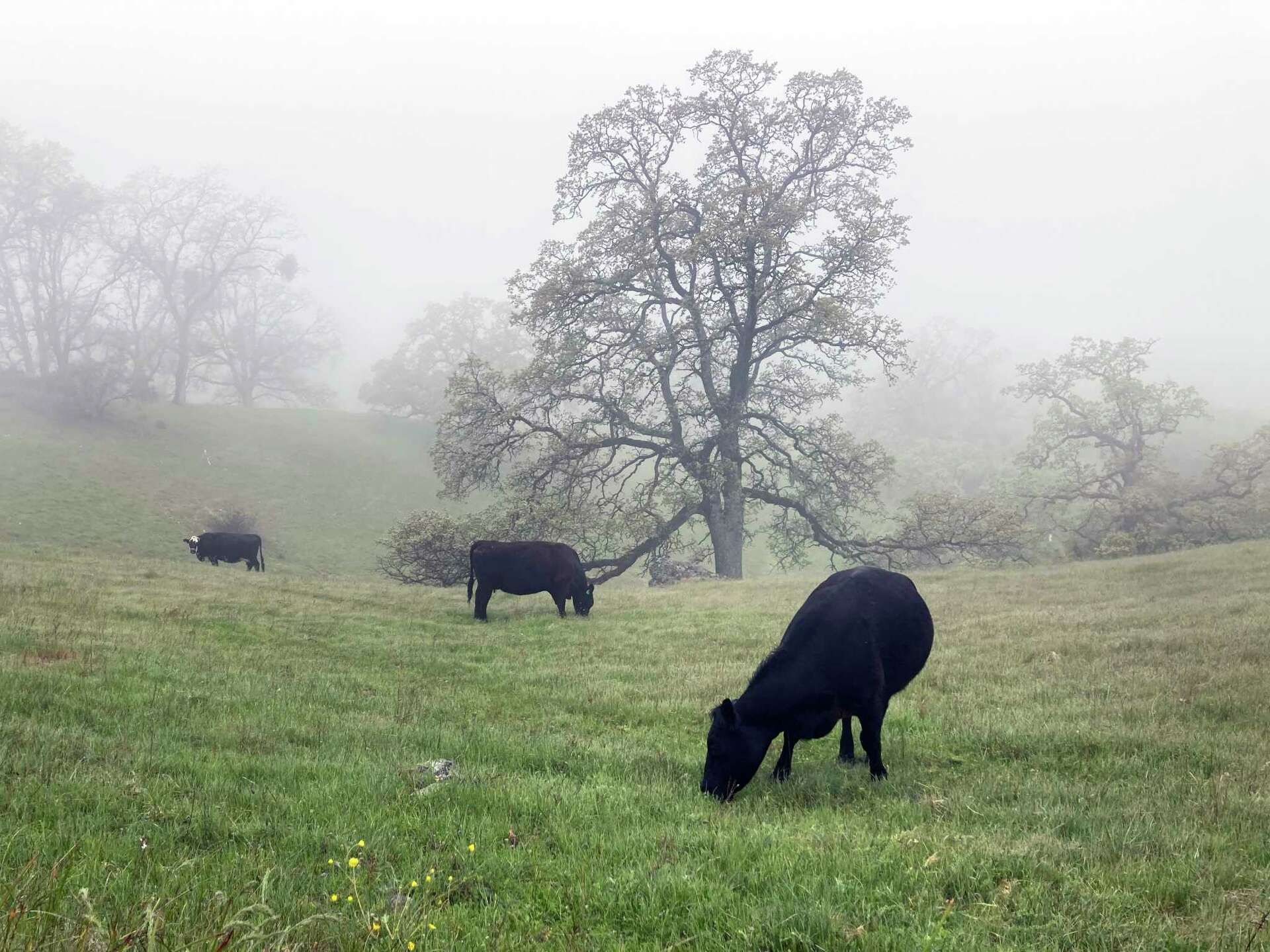 A stunning Bay Area thru-hike is hiding in plain sight