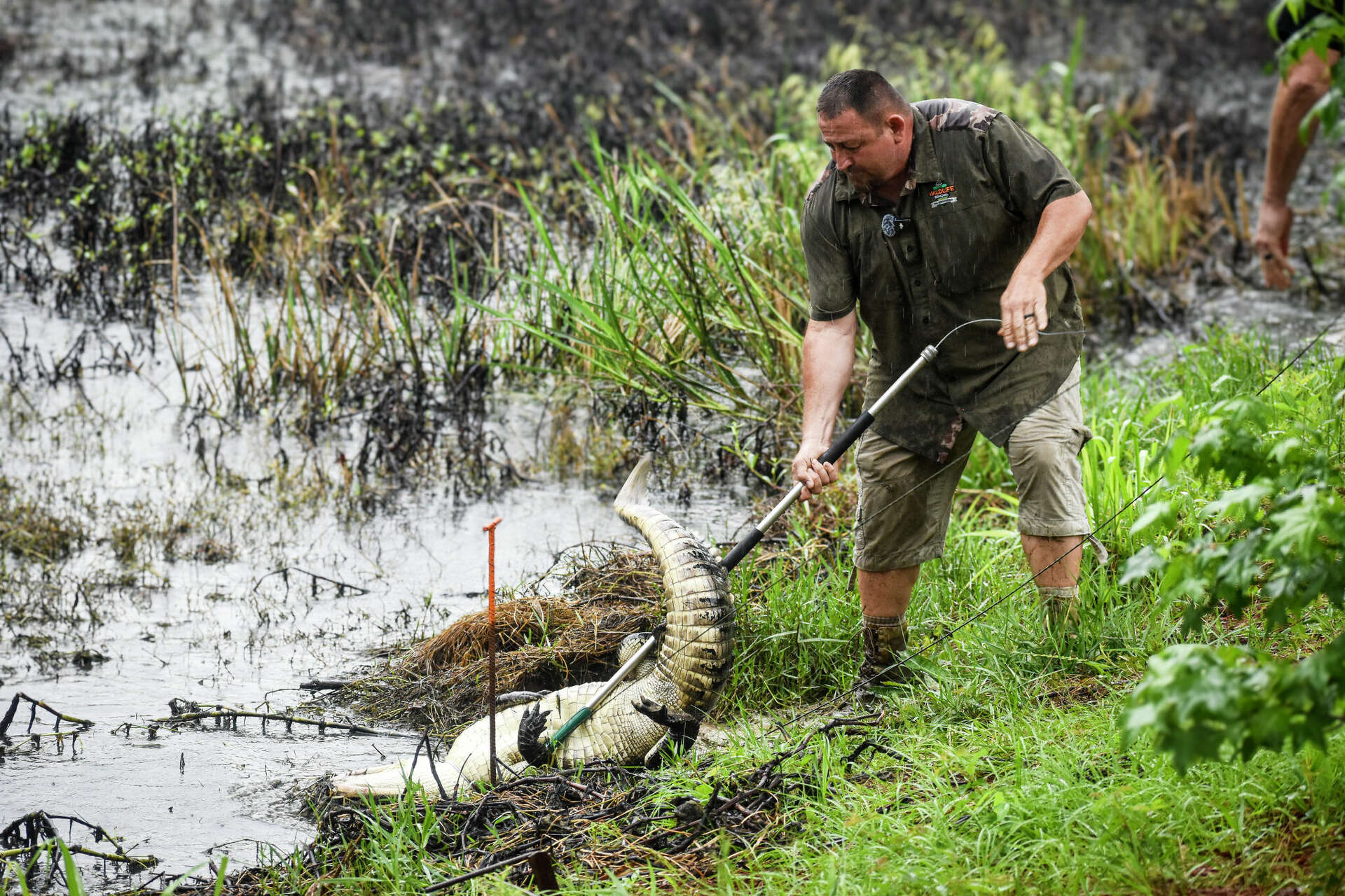 How Texas’ greatest alligator trapper tames Houston’s waterways