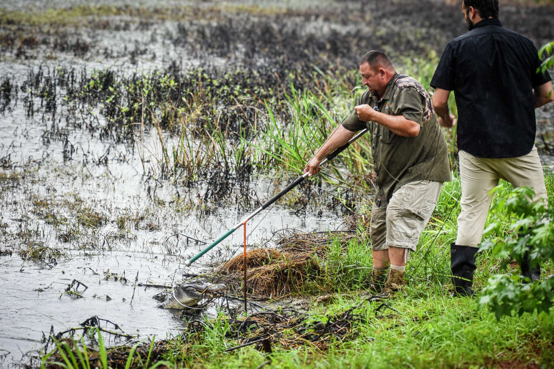 How Texas’ greatest alligator trapper tames Houston’s waterways