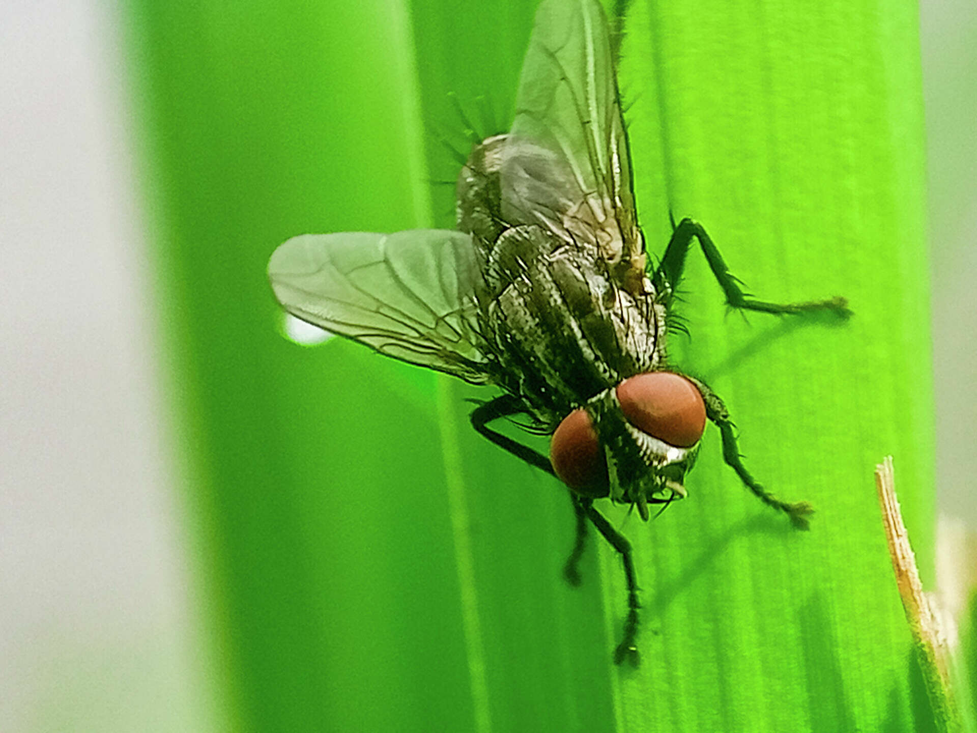 Texas, federal officials concerned over New World screwworm