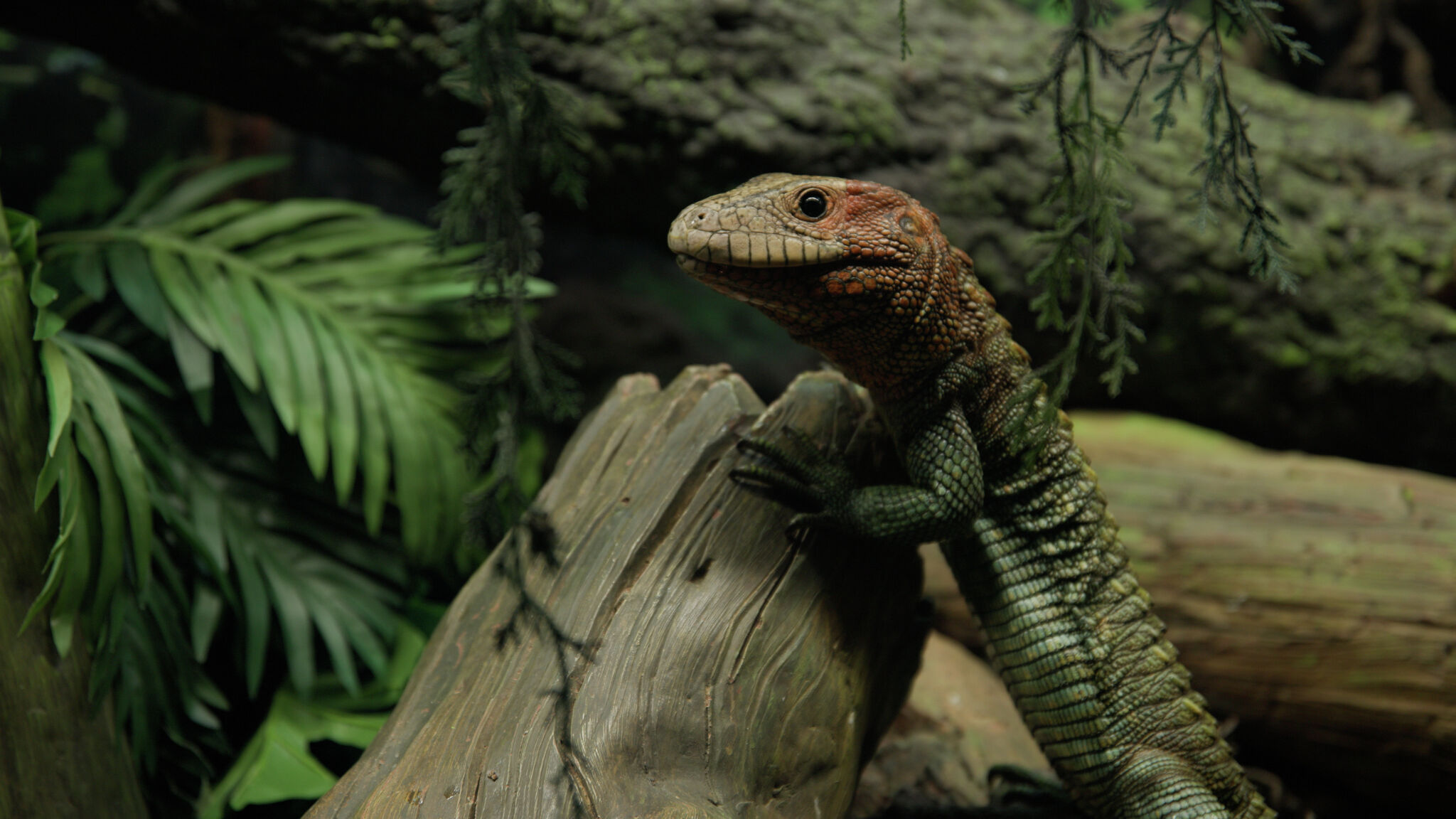 Reptile at Texas zoo bounces back after rare cancer battle