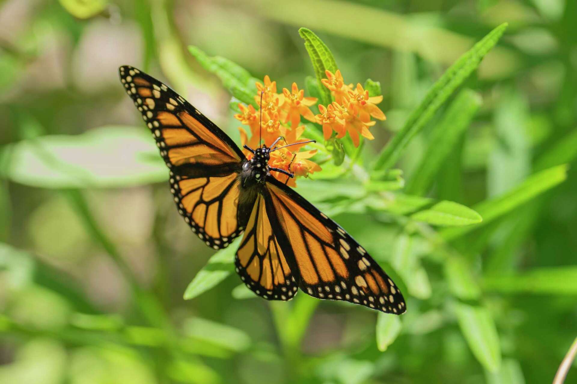 Texas Monarch Butterfly