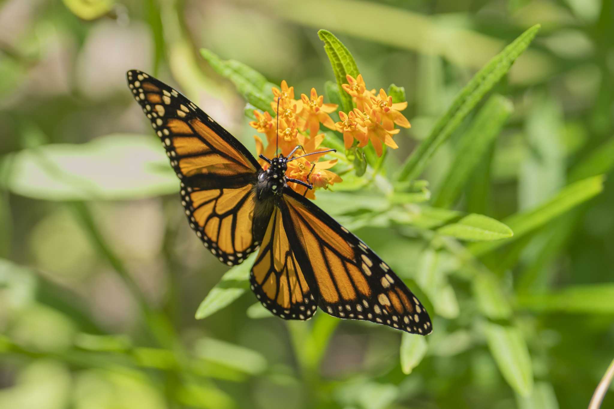 Research shows monarch butterfly migration may defy expectations