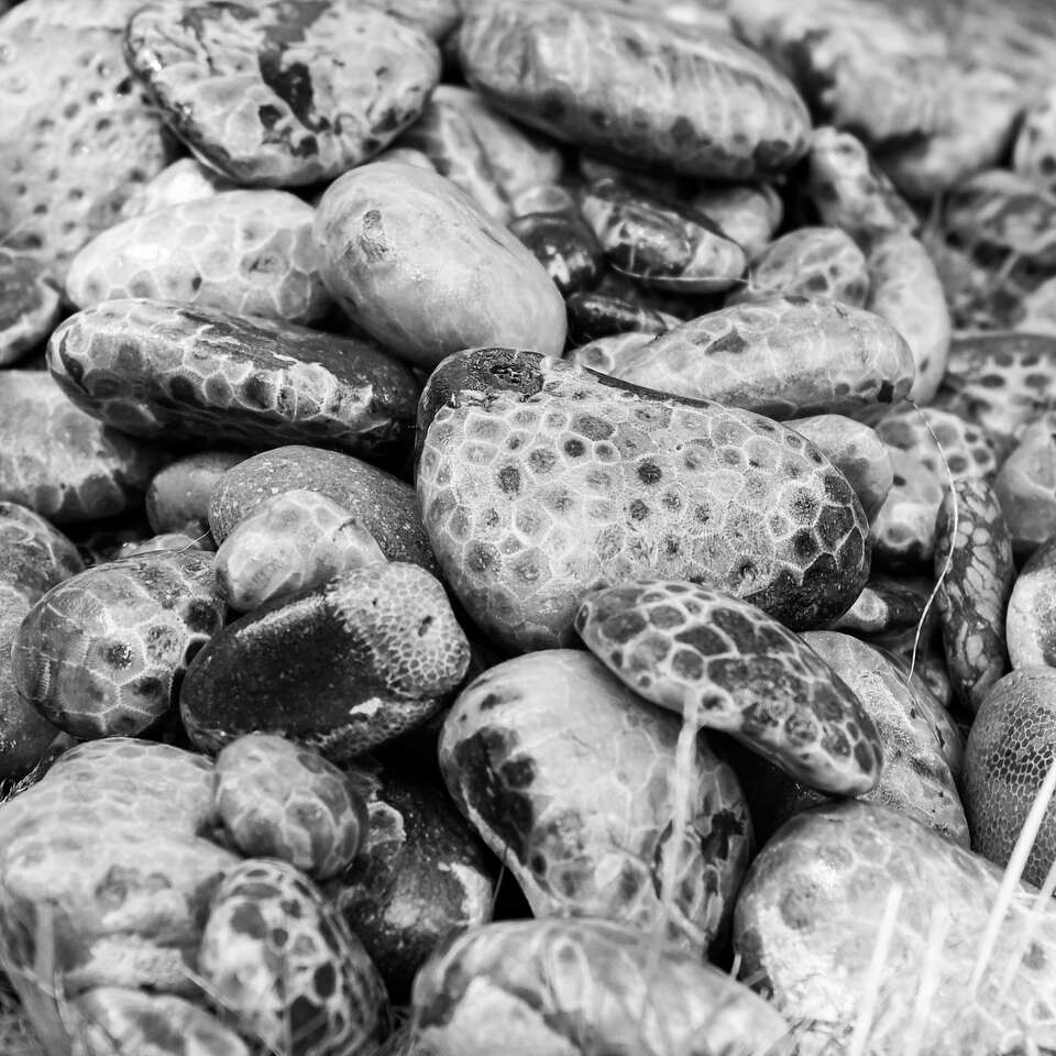 Petoskey Stone Festival brings rock hunts, family fun to Barnes Park