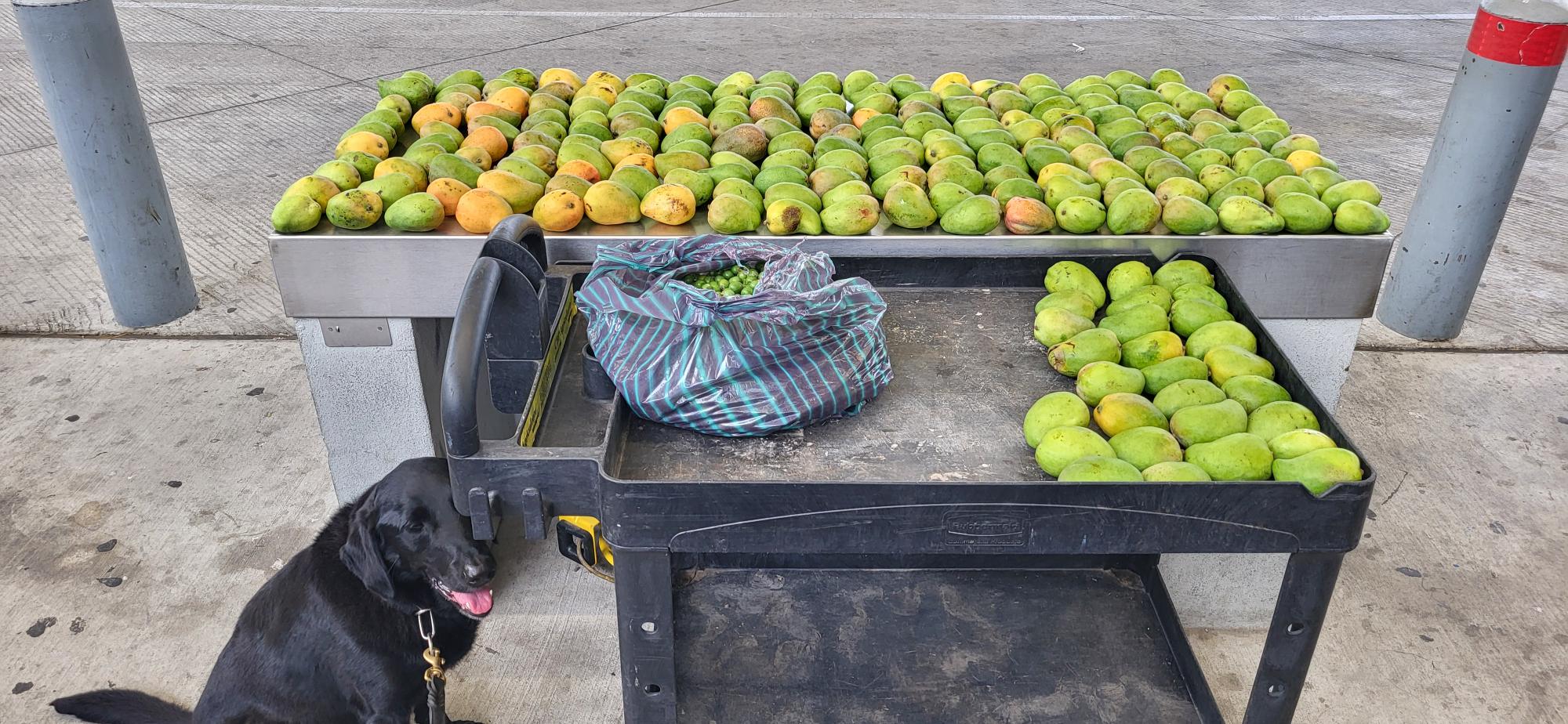 Laredo CBP officers seize over 200 mangoes, prohibited tropical fruit