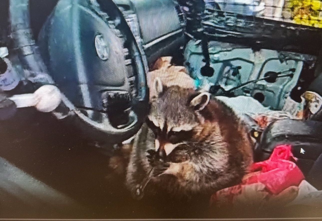 Ohio woman arrested after pet raccoon found with meth pipe