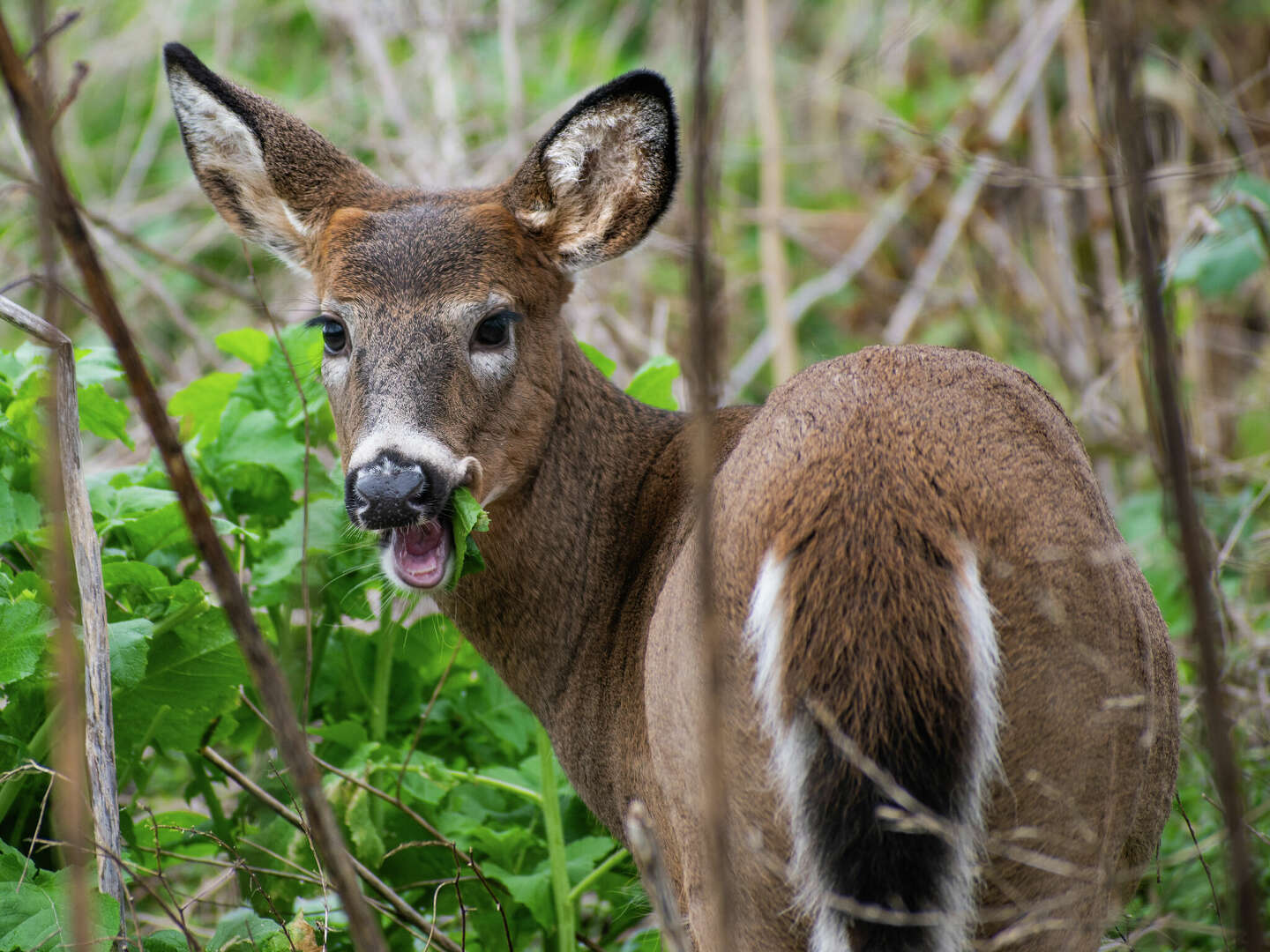 Michigan bill aims to make changes to deer baiting law