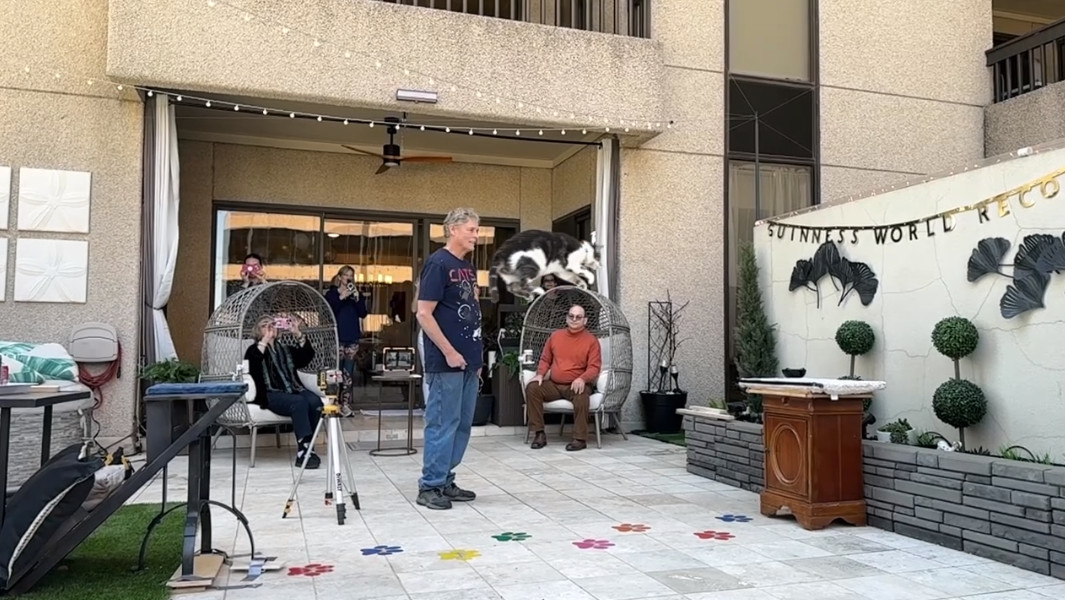 Dallas rescue cat sets Guinness World Record for longest jump