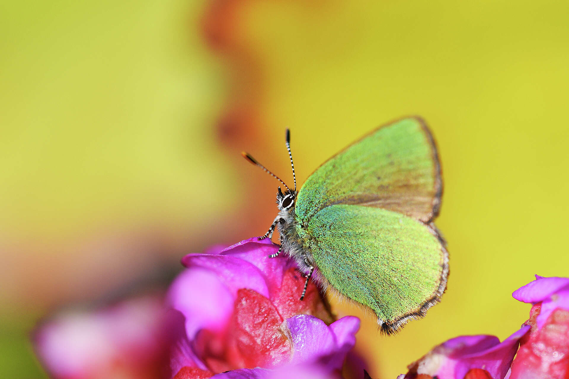 Butterfly once thought to be locally extinct emerges in San Francisco
