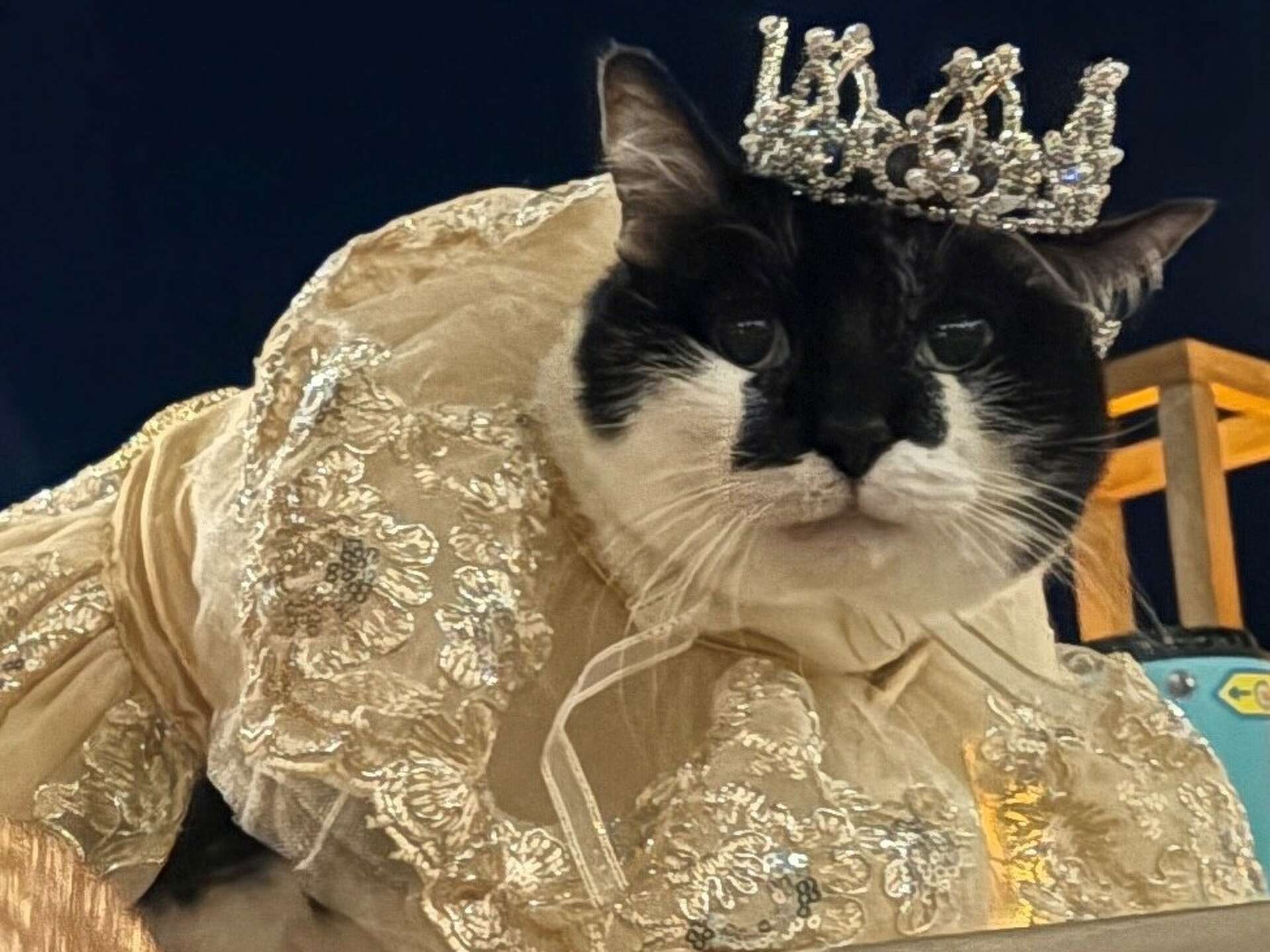 Cat's quinceañera in Texas: Custom dress, mariachi and videos