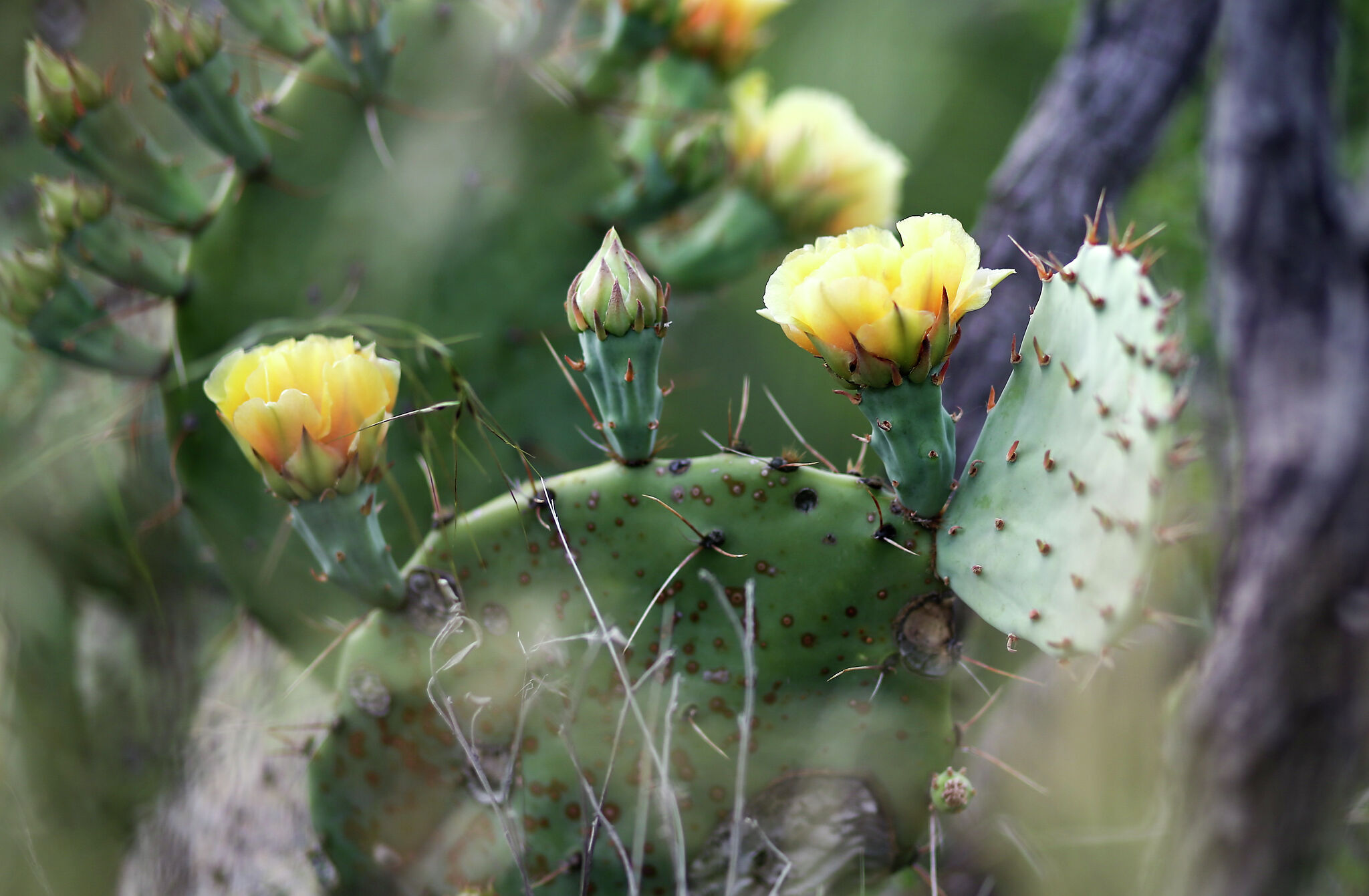Texas scientists to release horde of wasps to save prickly pear cactus