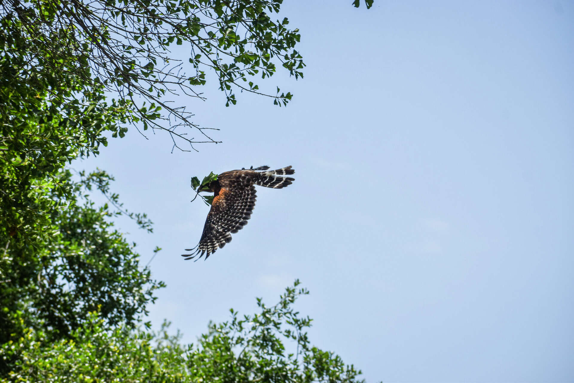 Texas hawk dive-bombs people to defend nest in Pearland