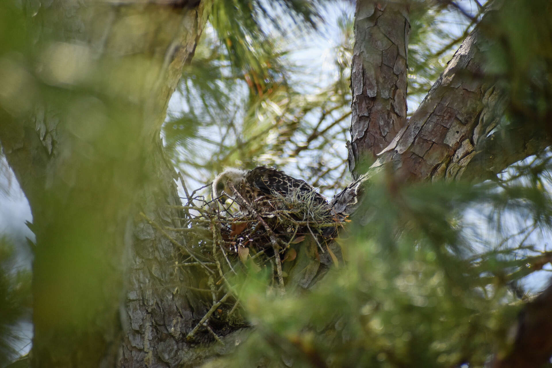 Texas hawk dive-bombs people to defend nest in Pearland