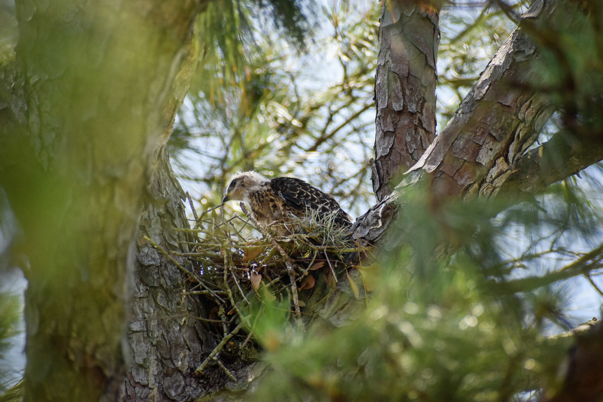 Texas hawk dive-bombs people to defend nest in Pearland