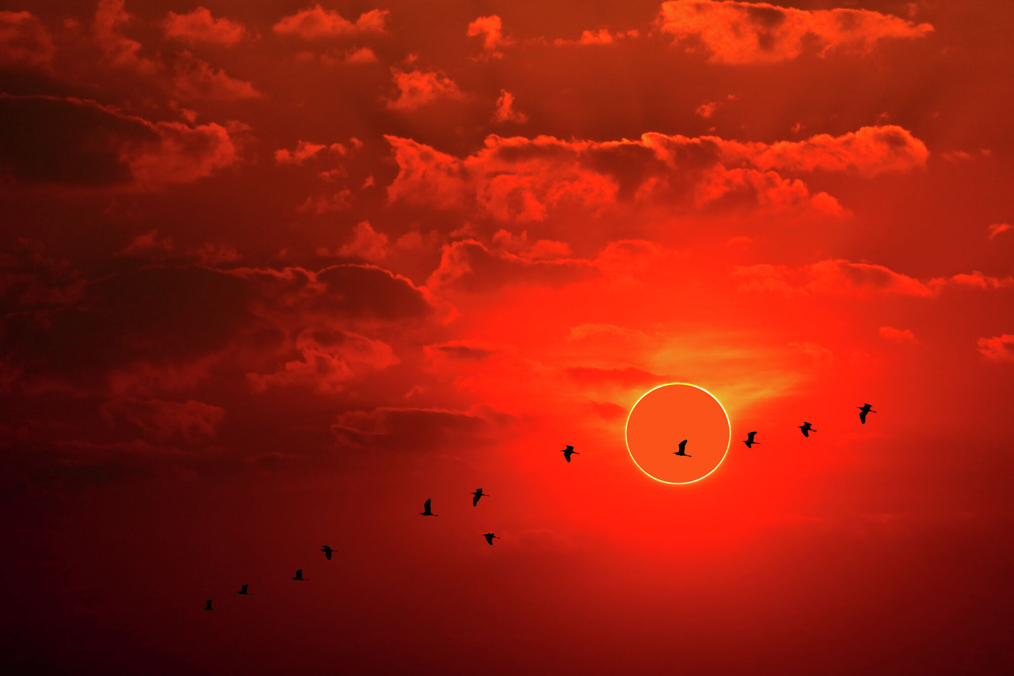 Solar eclipse triggers changes in bird behavior, new study finds