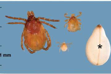 Michigan’s 5 most common ticks and how to prevent tick bites