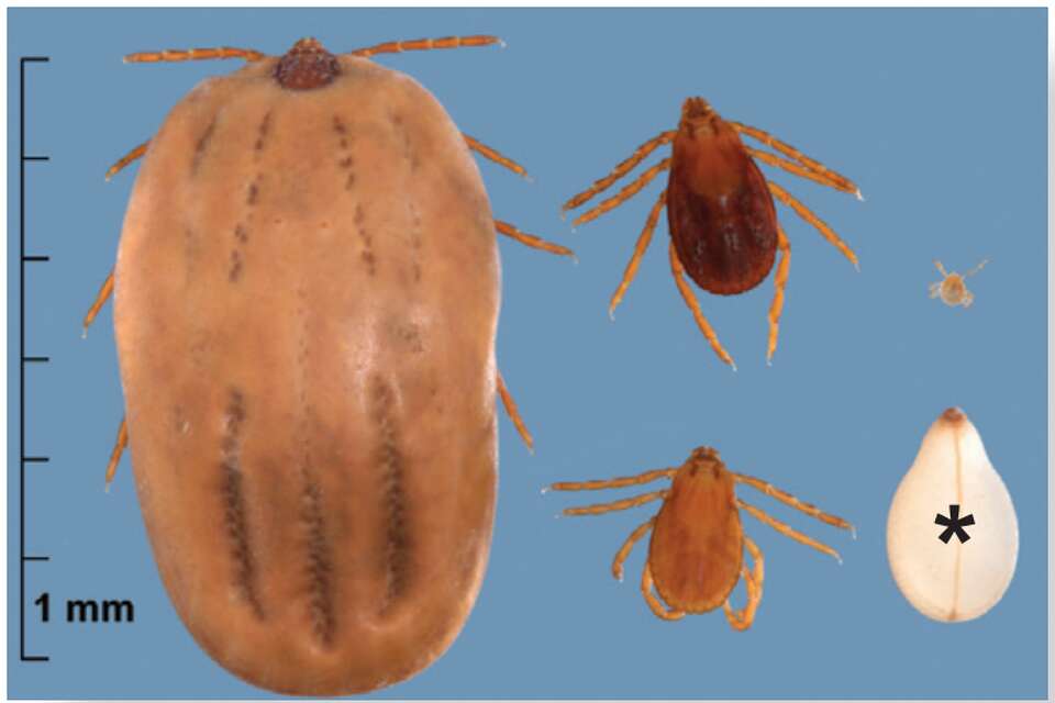 Michigan’s 5 most common ticks and how to prevent tick bites