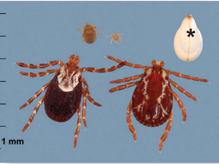 Michigan’s 5 most common ticks and how to prevent tick bites