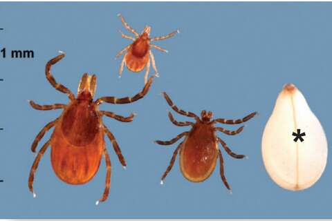Michigan’s 5 most common ticks and how to prevent tick bites