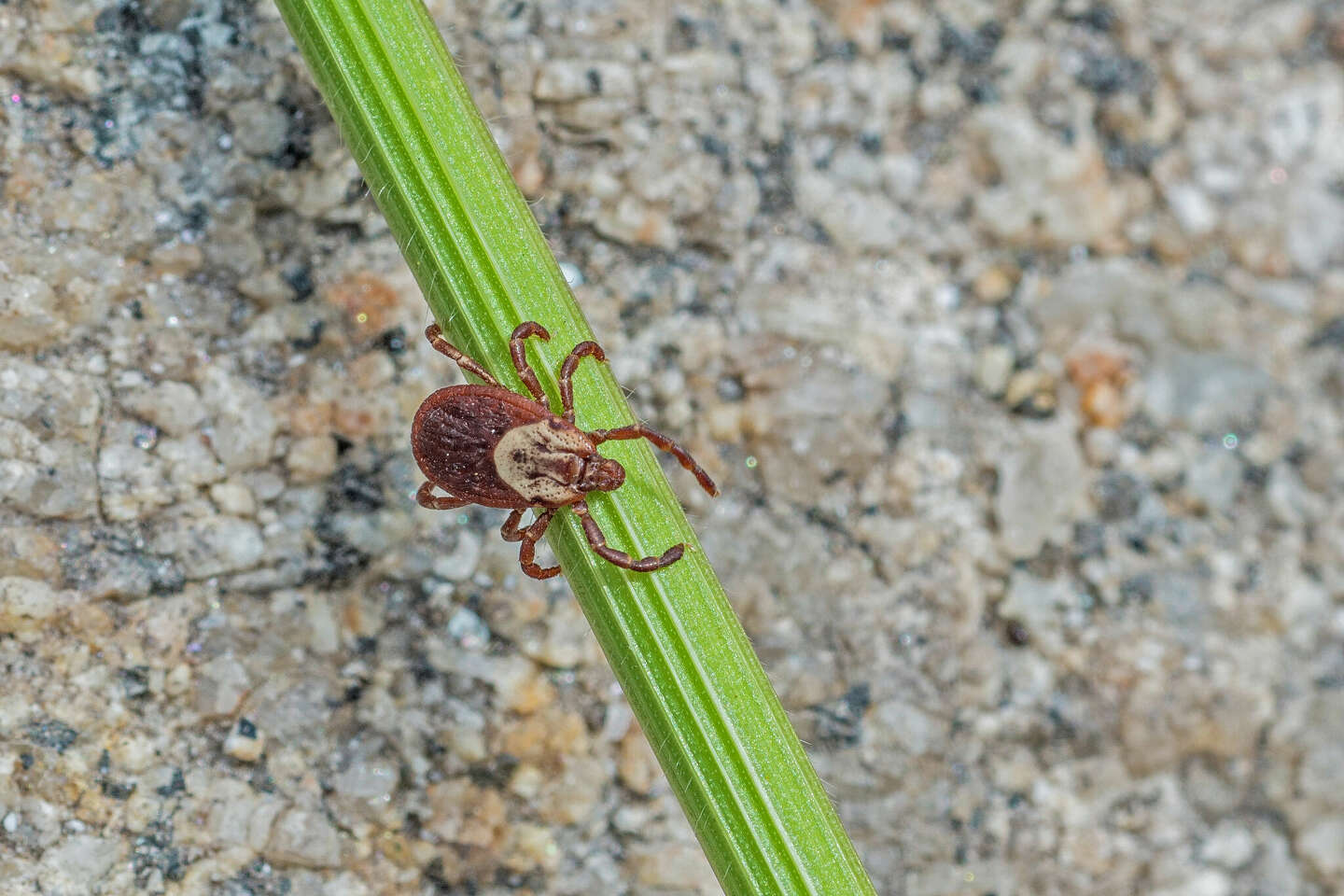 Michigan’s 5 most common ticks and how to prevent tick bites