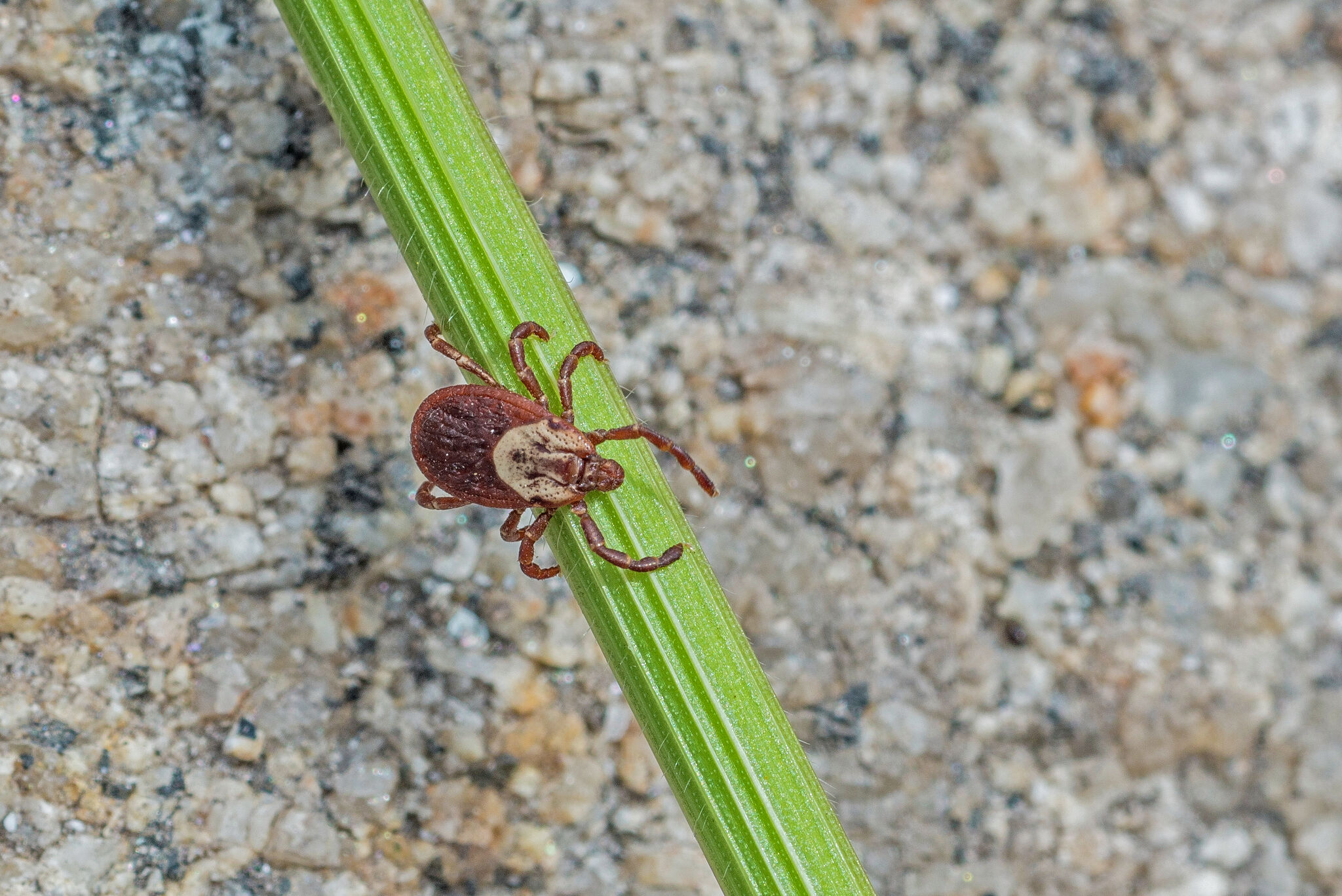 Michigan’s 5 most common ticks and how to prevent tick bites