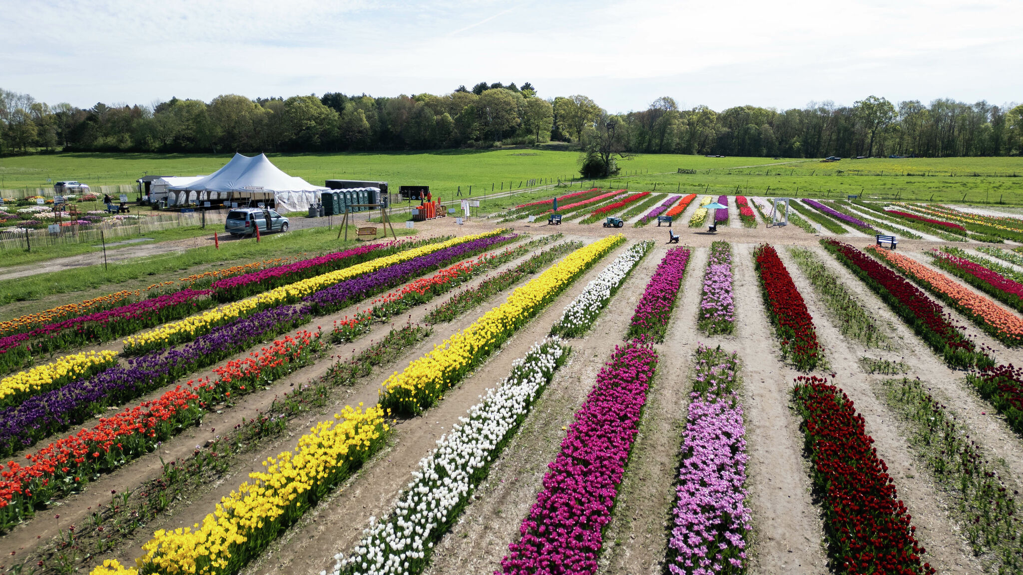 Photos: Wicked Tulips has hundreds of thousands of flowers at CT farm