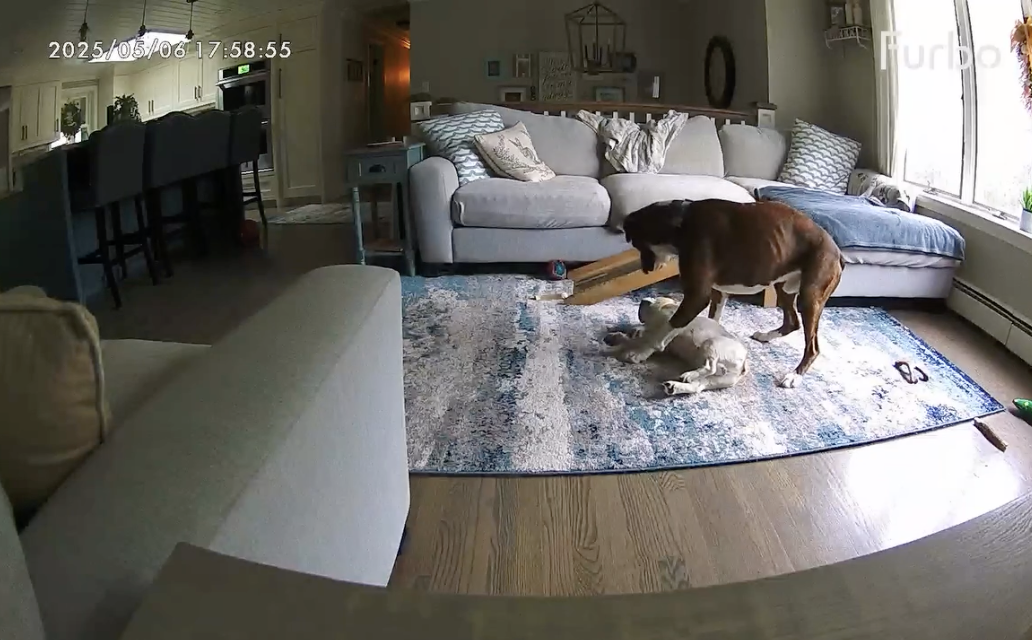 Video shows CT dog saving another dog suffering a seizure