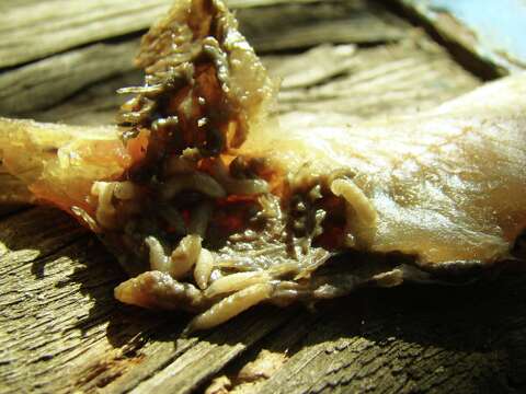 U.S. halts livestock imports from Mexico due to New World screwworm