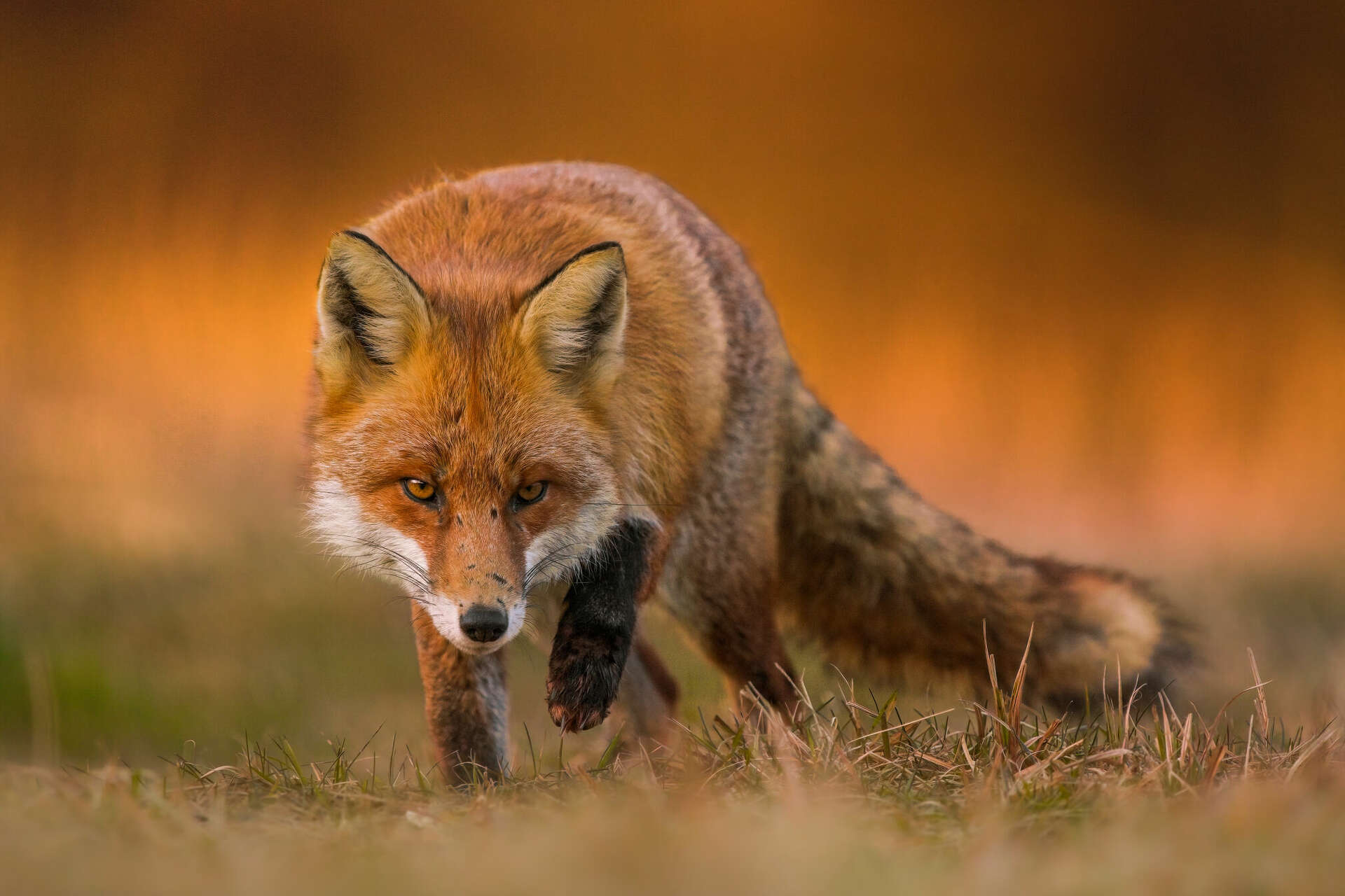 Possible rabid fox attack reported in San Marcos, 2 bitten