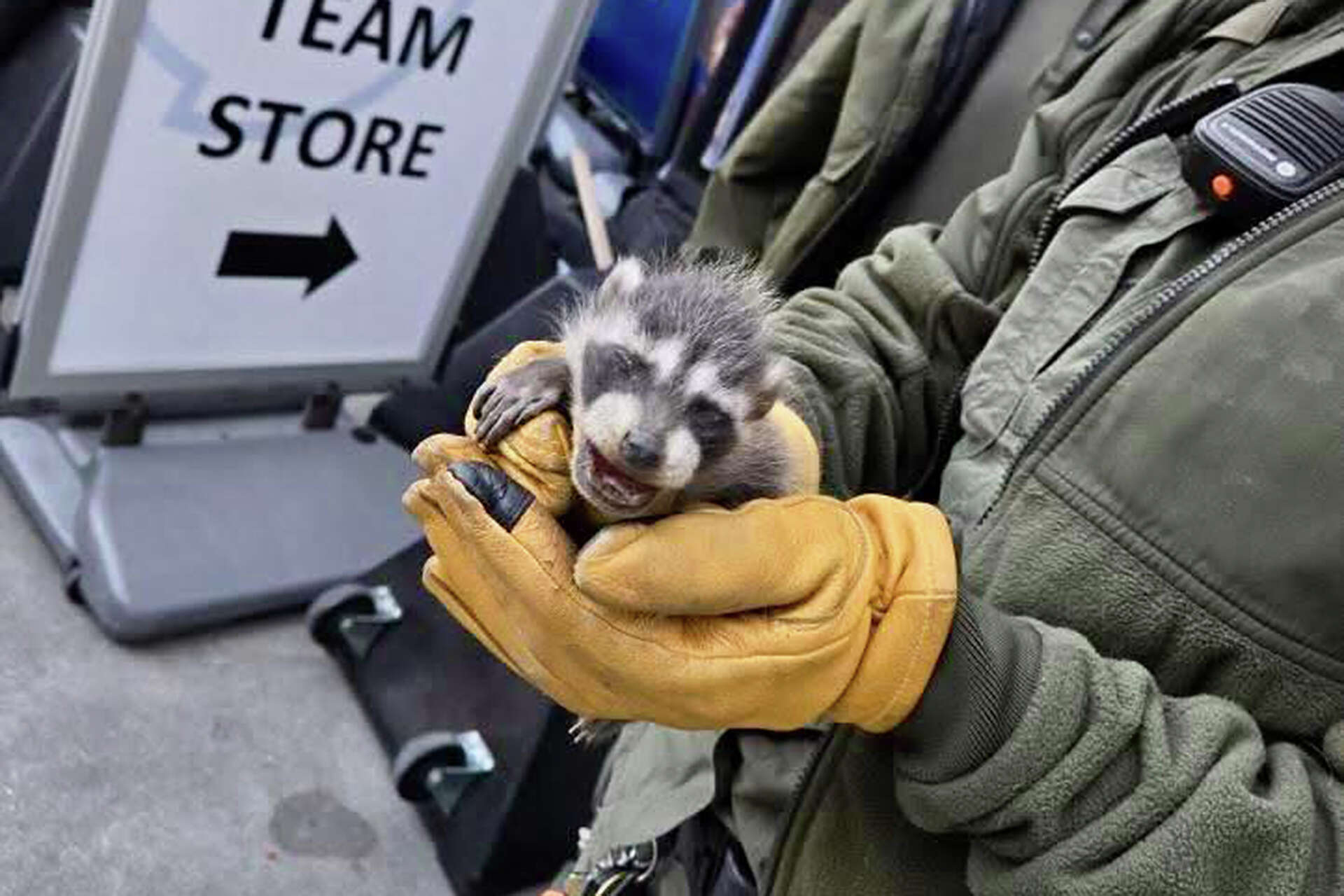 SF animal control rescues raccoons from wall at Warriors' Chase Center