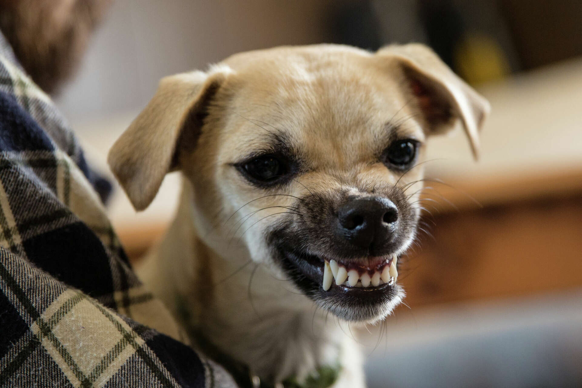 Small dogs bite more than you think. Here’s how to prevent it.
