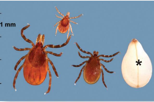 Illinois' 5 most common ticks and how to prevent tick bites