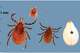 Illinois' 5 most common ticks and how to prevent tick bites