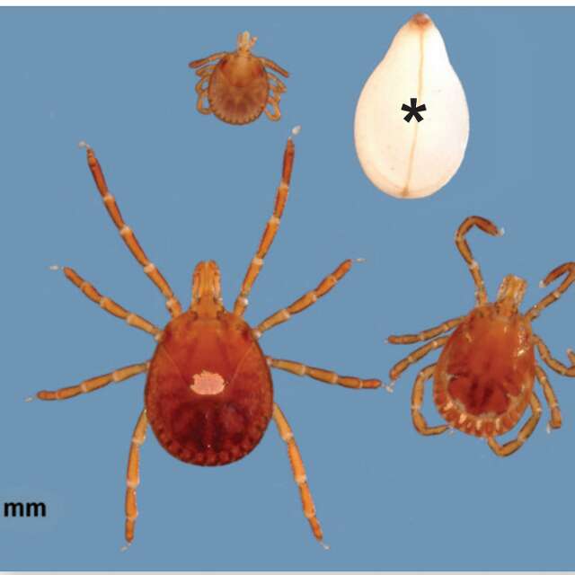 Illinois' 5 most common ticks and how to prevent tick bites