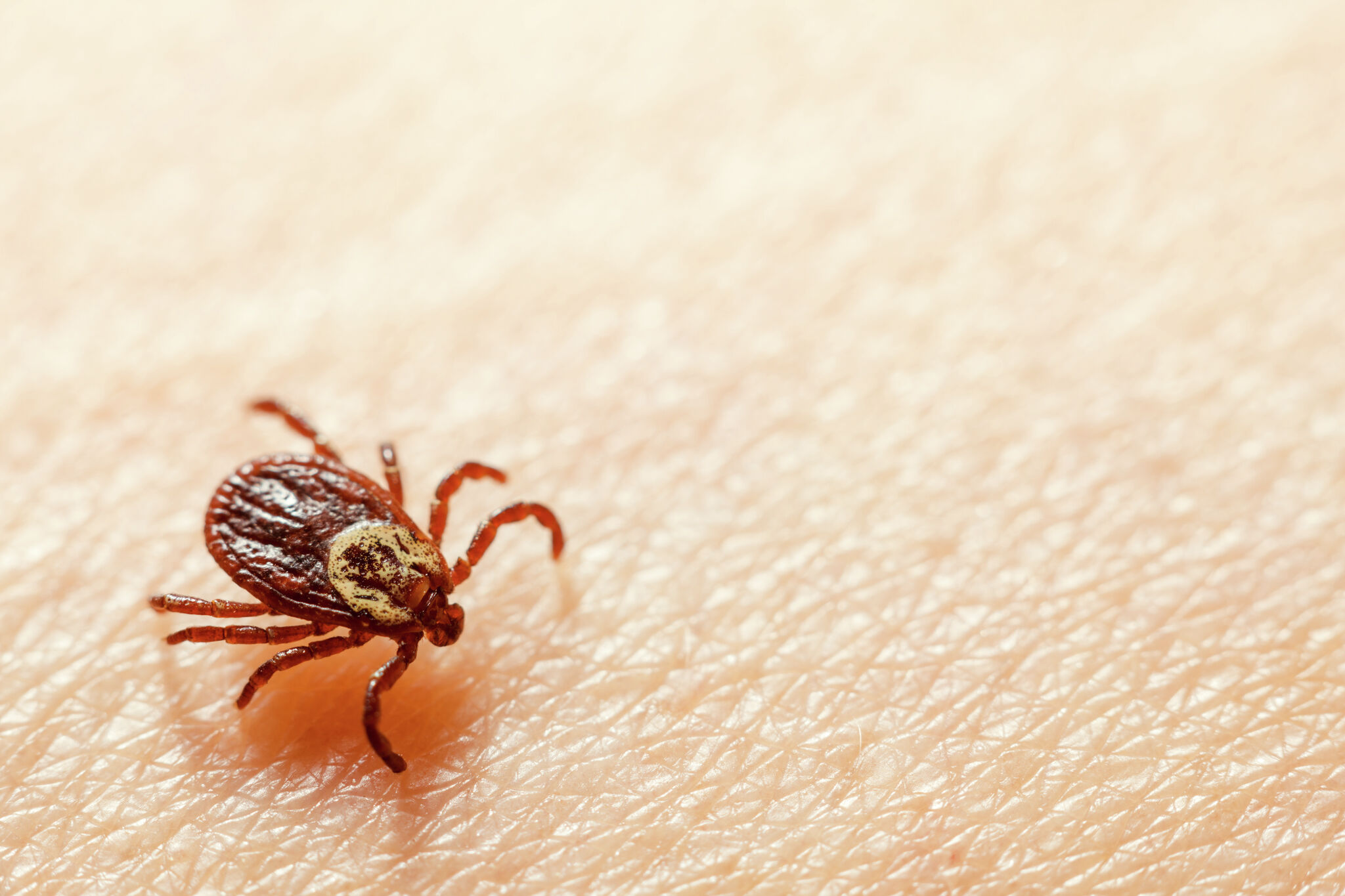 Illinois' 5 most common ticks and how to prevent tick bites