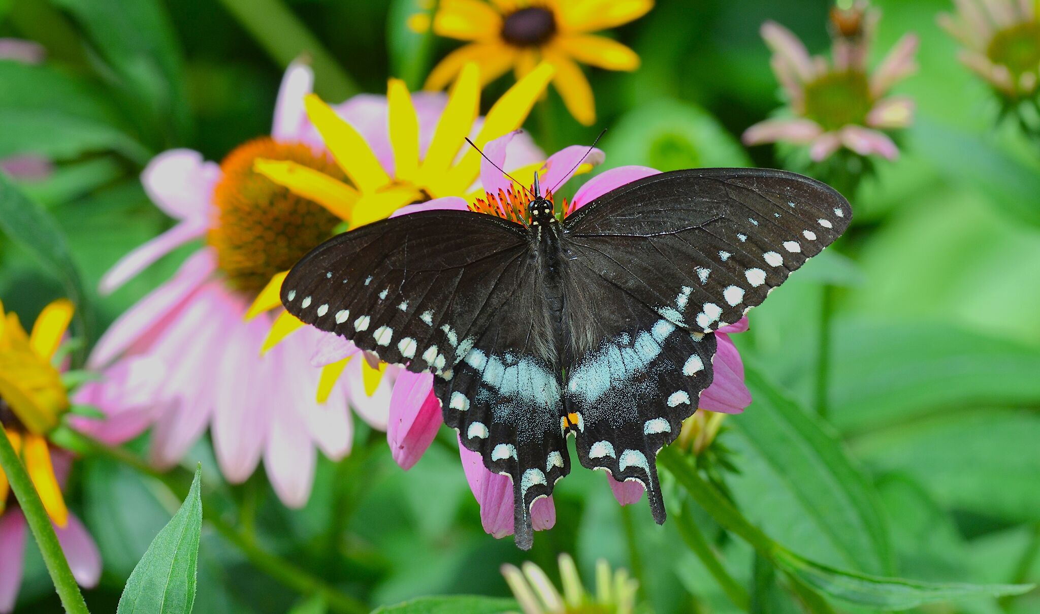 National study reveals some CT butterfly species are rapidly declining