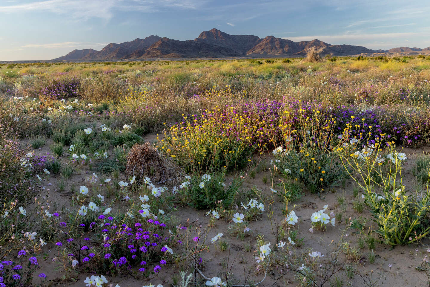 Texas sues California desert for being too protected