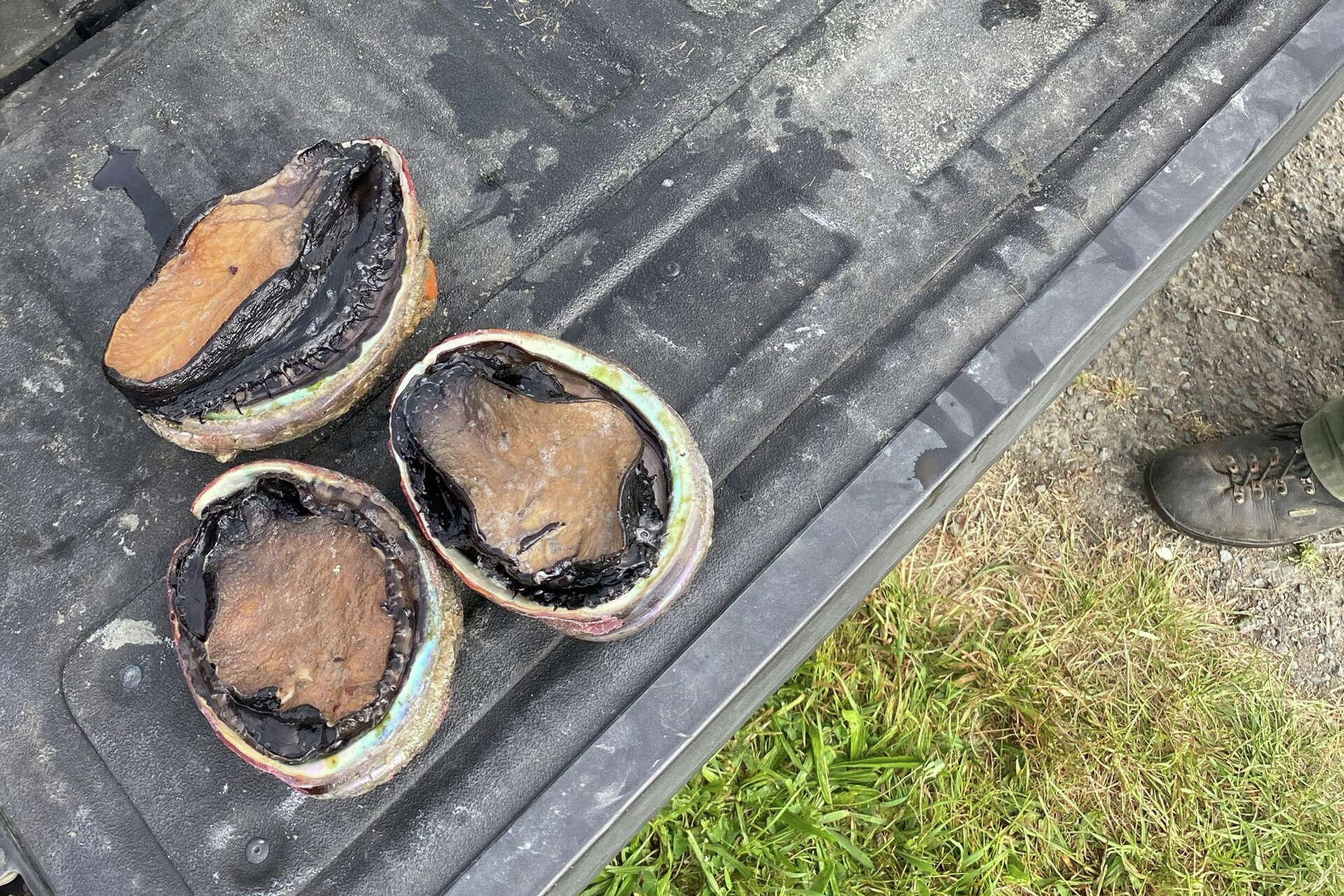 7 caught poaching red abalone during Calif. low tide patrol