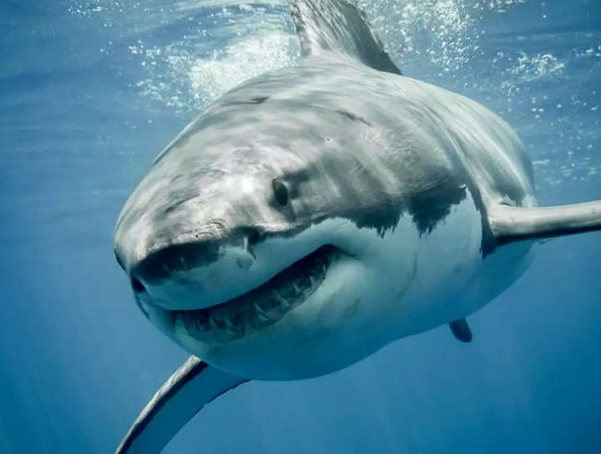 Great white shark seen off Nantucket is 1st in New England this season