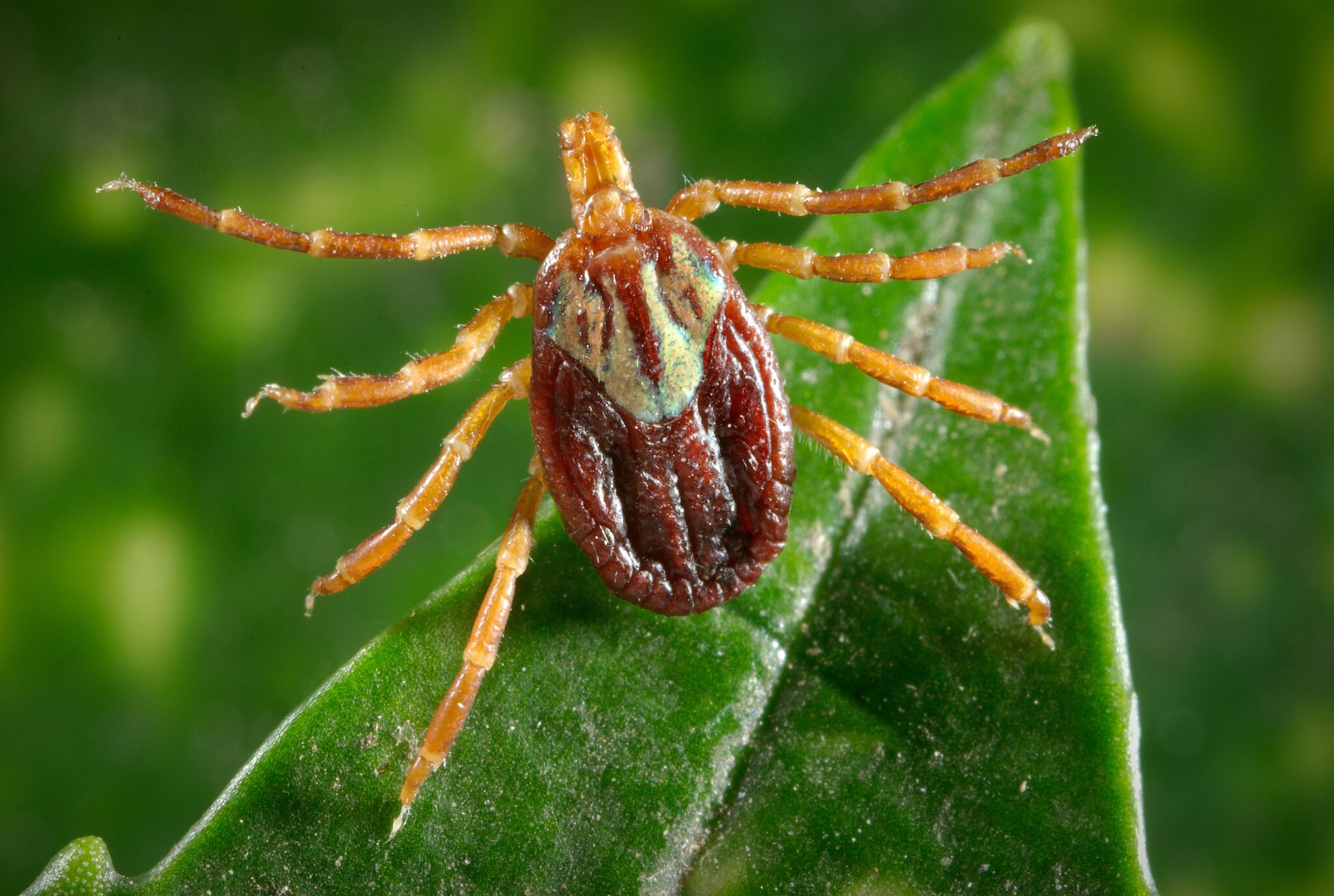 Texas' 6 most common ticks and how to prevent tick bites