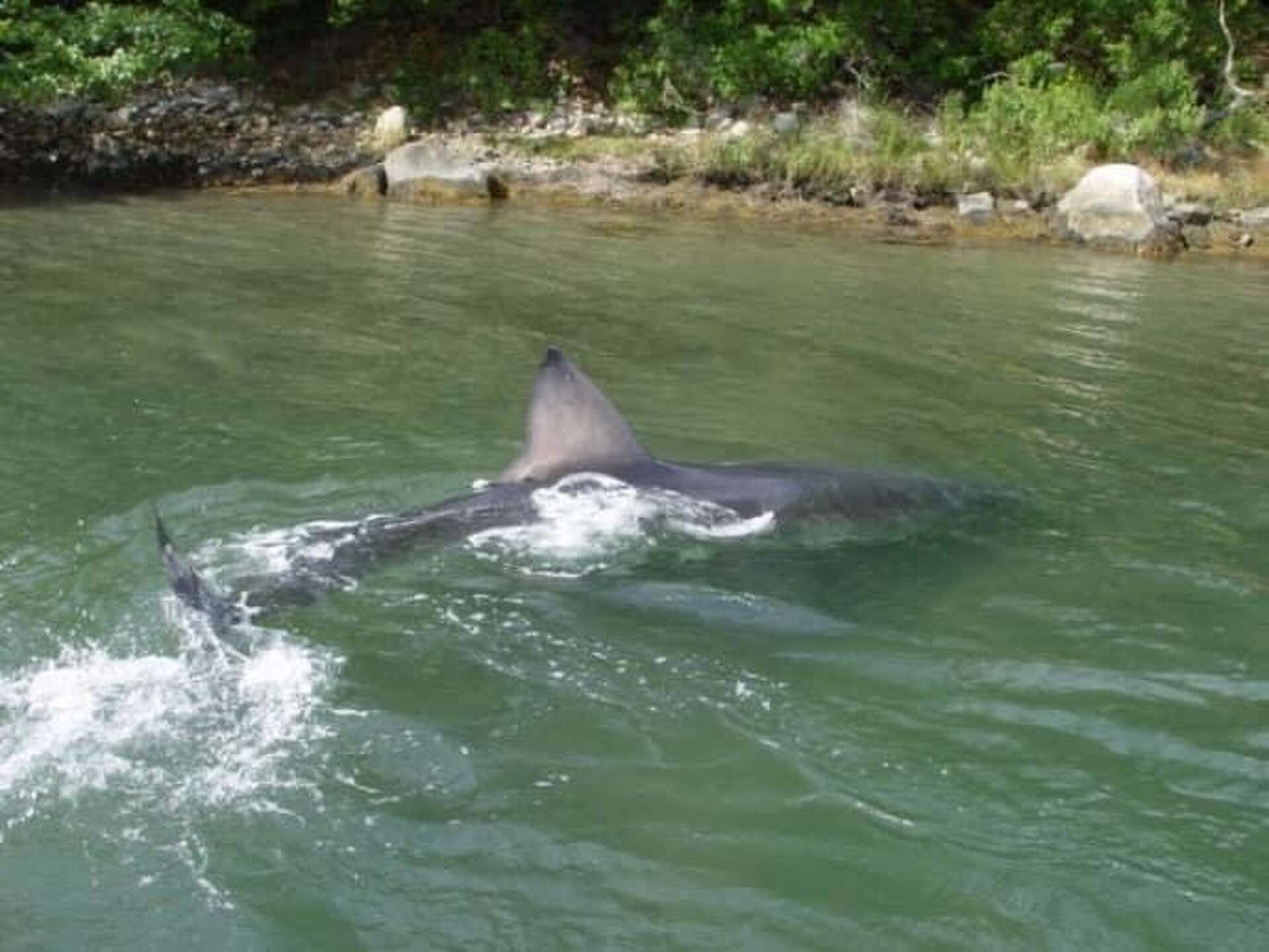 Great white shark seen off Nantucket is 1st in New England this season