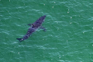 Great white shark seen off Nantucket is 1st in New England this season